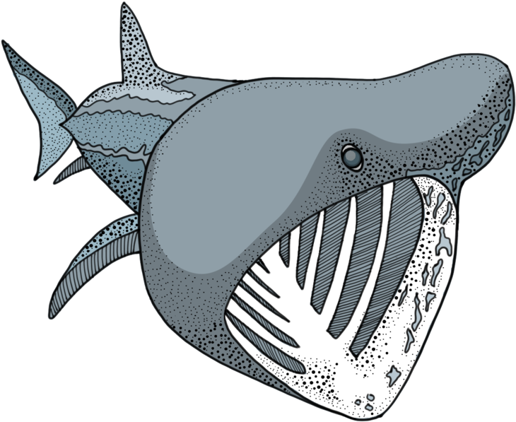 Basking Shark - Free Transparent PNG Download - PNGkey