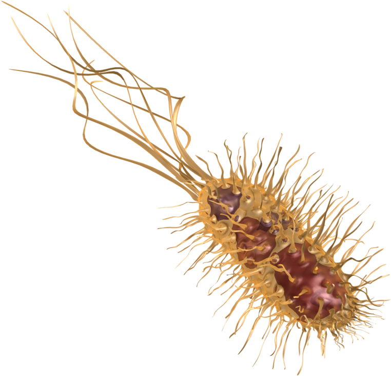 Download Common Bacteria 10016 PNG Image with No Background - PNGkey.com