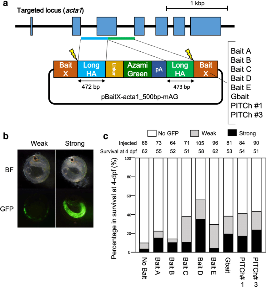 Download Comparison Of The Efficiencies Of Targeted Gene Integration ...