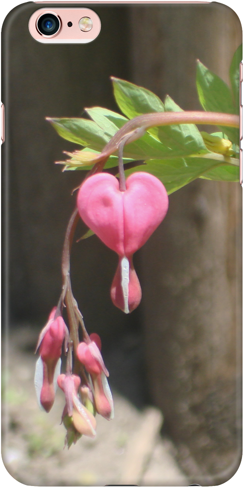 Download Bleeding Heart PNG Image with No Background - PNGkey.com