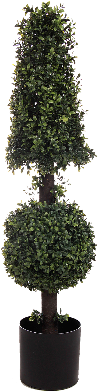 Download Boxwood Png PNG Image with No Background - PNGkey.com