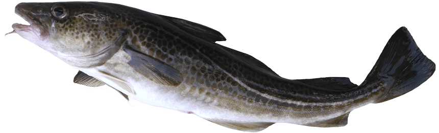 Download Cod - Pacific Cod PNG Image with No Background - PNGkey.com