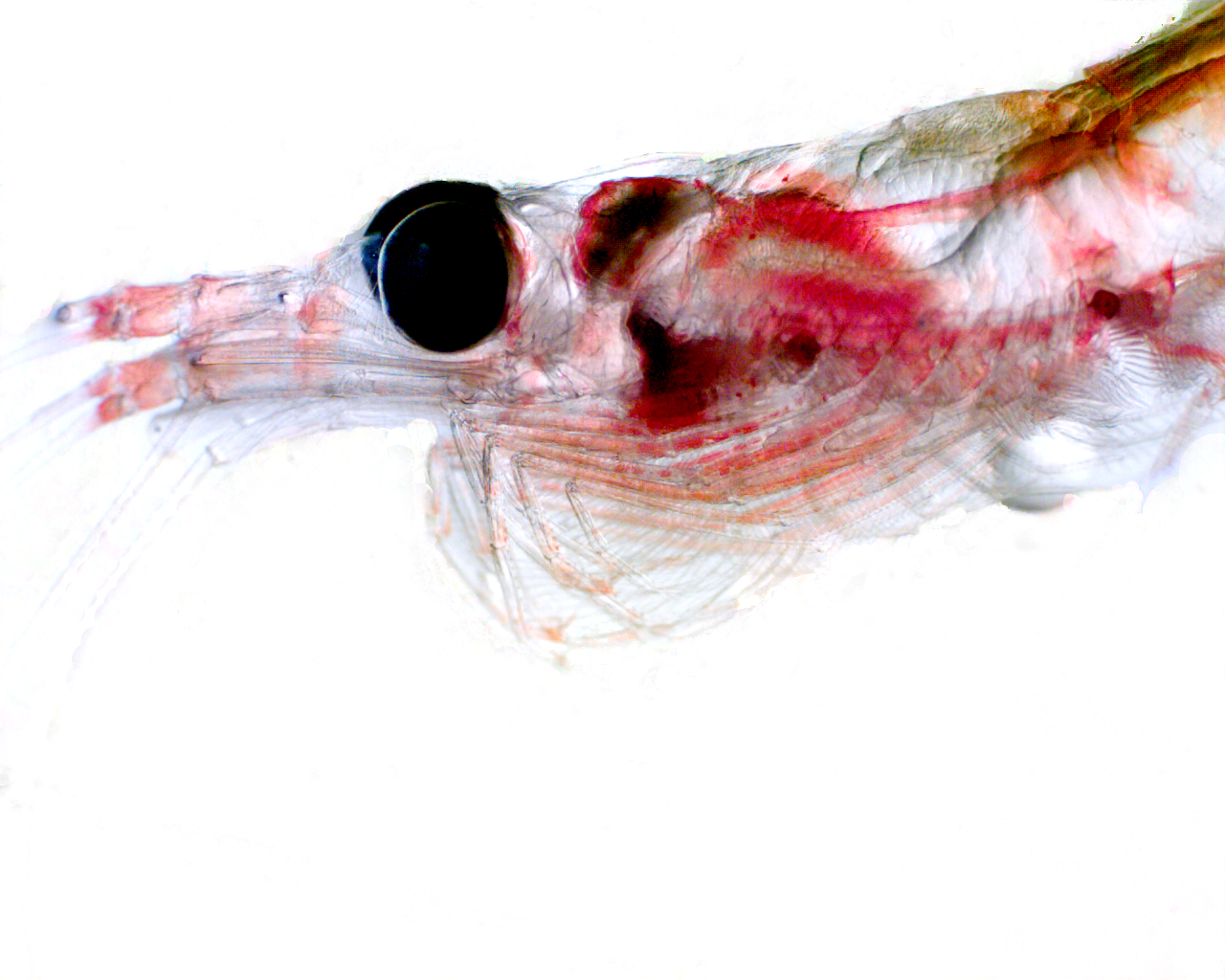 Download Hydrographic Parameters Major Influence On Krill - Krill PNG ...