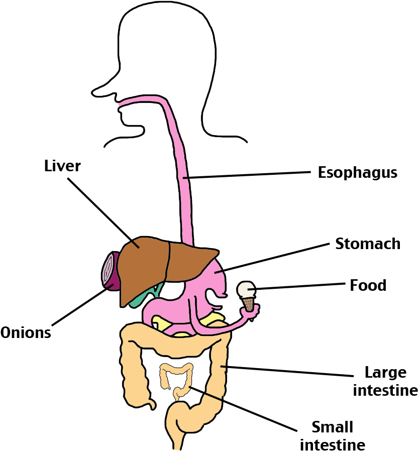 Digestive System - Human Digestive System Png - Free Transparent PNG ...