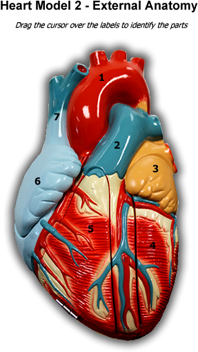 External Heart Anatomy