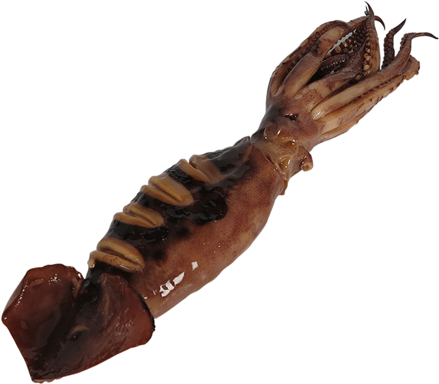 Download Cuttlefish Png PNG Image with No Background - PNGkey.com