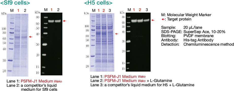 Download Protein Expression Test PNG Image with No Background - PNGkey.com