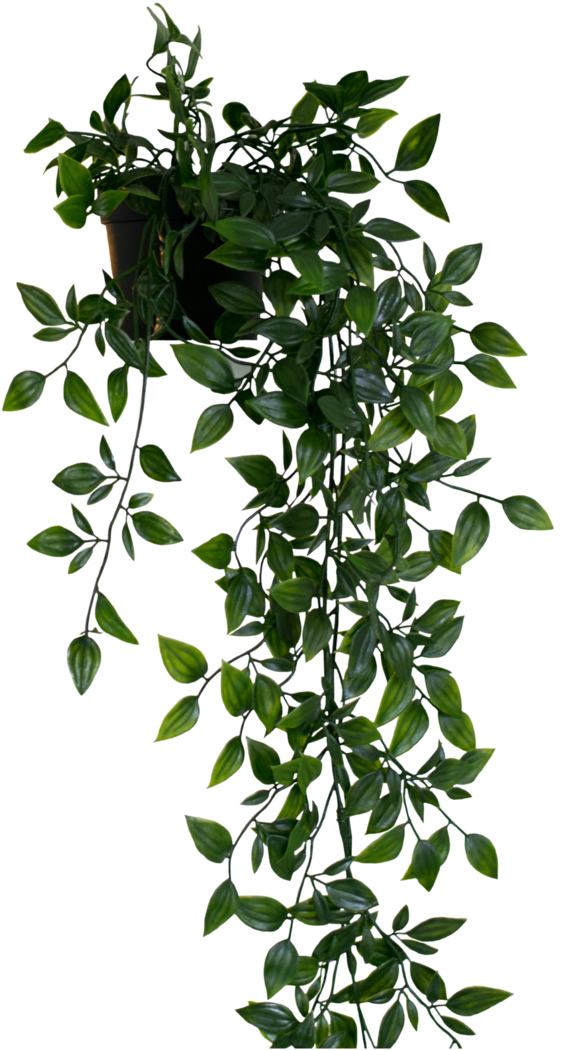 Hanging Plant Png - Free Transparent PNG Download - PNGkey
