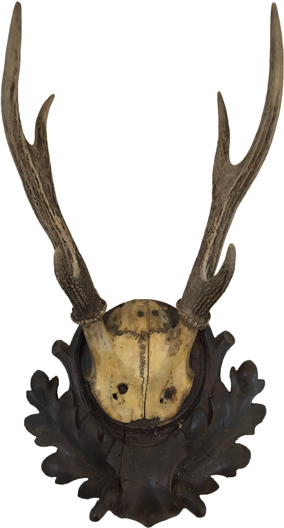 Download Small Antler Mount PNG Image with No Background - PNGkey.com