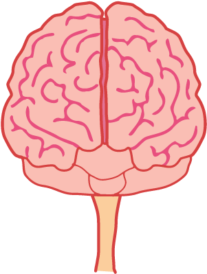 Download Animated Brain Png - Brain Front View Png PNG Image with No ...
