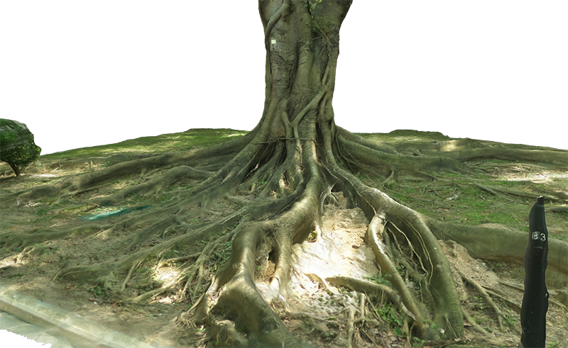 Download Ficus Microcarpa - Chinese Banyan - T1754 - Ficus Microcarpa ...