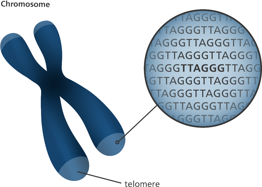 Illustration Showing The Position Of Telomeres At The - Chromosome ...