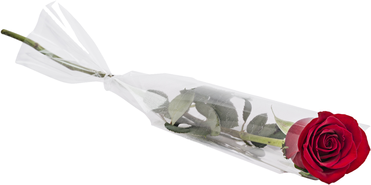 Valentine Single Roses - Free Transparent PNG Download - PNGkey