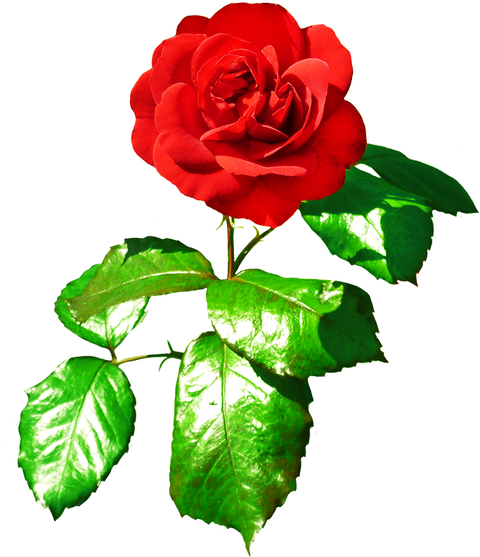 Red Red Rose With Leaves - Single Red Rose With Leaf - Free Transparent ...