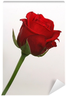 Download Prom PNG Image with No Background - PNGkey.com