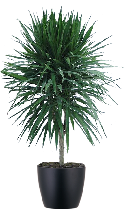 Download Standard Form Dracaena Tarzan Plant In Black Pot - Flowerpot ...