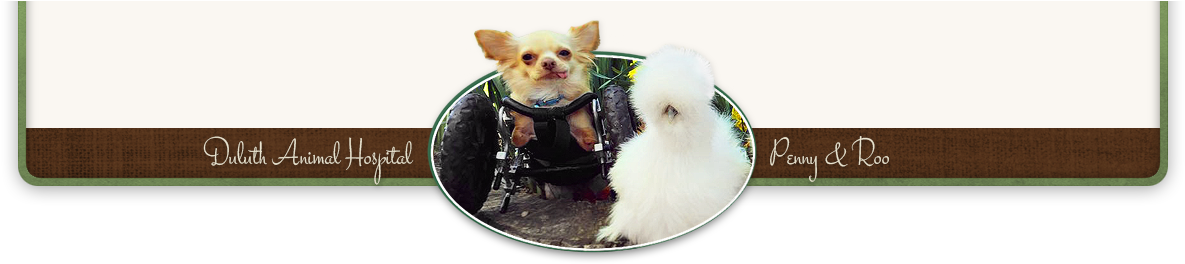 Download Lesser Dog Png PNG Image with No Background - PNGkey.com