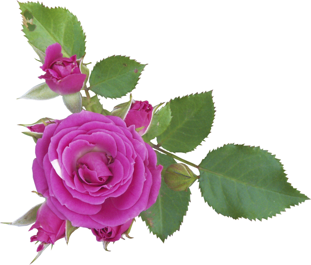 Download Flores Png Sin Fondo PNG Image with No Background - PNGkey.com