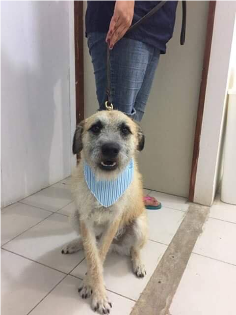 Download Barney Png PNG Image with No Background - PNGkey.com