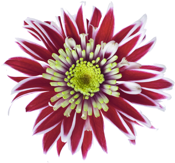 Download Clipping Path PNG Image with No Background - PNGkey.com