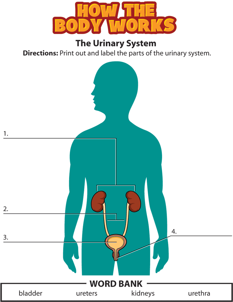Download Urinary System Activity PNG Image with No Background - PNGkey.com