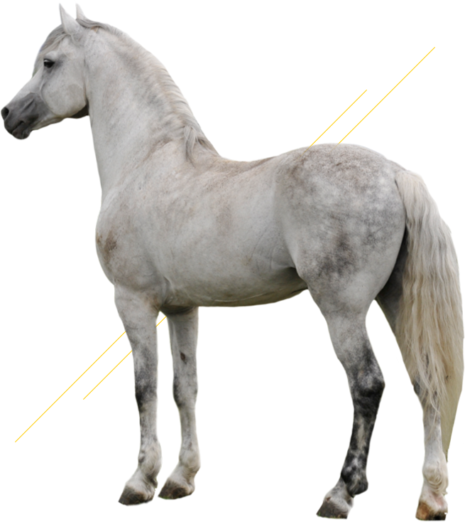 Download Witte Paard Achtergrond PNG Image with No Background - PNGkey.com