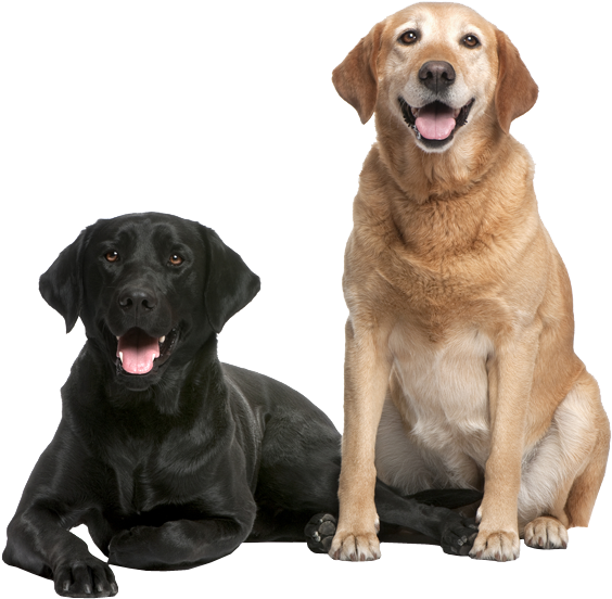 Download Pet Png PNG Image with No Background - PNGkey.com