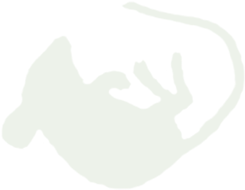 Download Rodents PNG Image with No Background - PNGkey.com