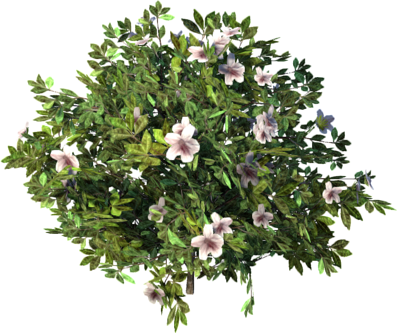 Download Azalea PNG Image with No Background - PNGkey.com
