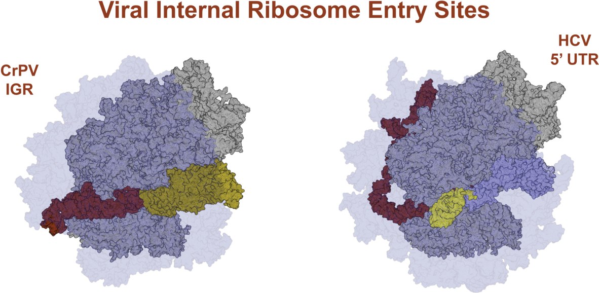 Download Internal Ribosome Entry Sites Are Used By Some Viruses PNG ...