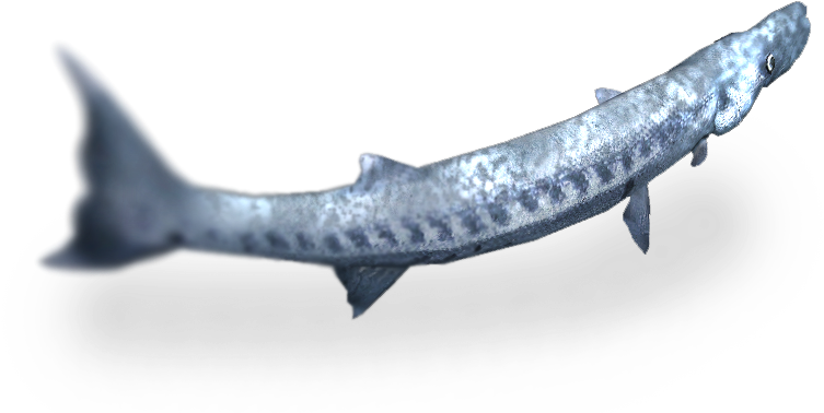 Great Barracuda - Free Transparent PNG Download - PNGkey