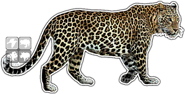 Indian Leopard Decal - Indian Leopard - Free Transparent PNG Download ...