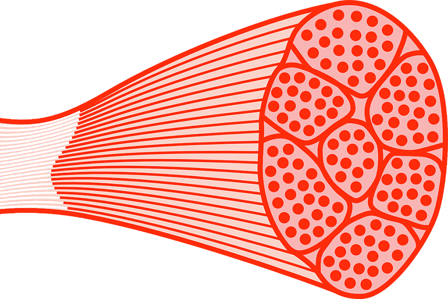 Download Muscle Tissue Png Graphic Free Library - Muscle Clip Art PNG ...