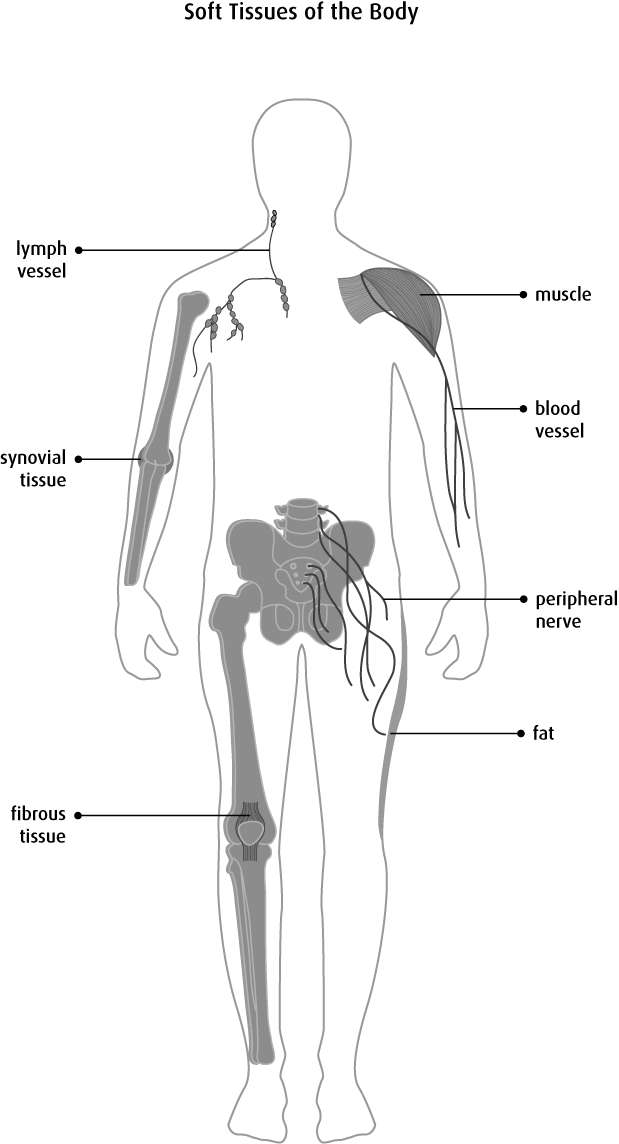 Diagram Of The Soft Tissues Of The Body - Tissus Mous - Free ...