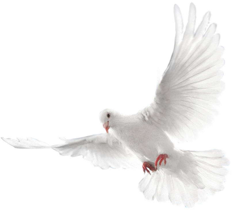 Holy Spirit Dove Png - Free Transparent PNG Download - PNGkey