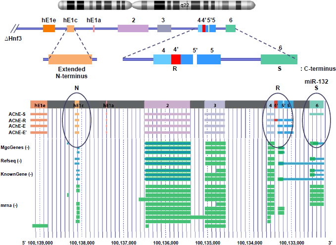 Download The Human Ache Gene Is Located At Q22 Of The Long Arm PNG ...