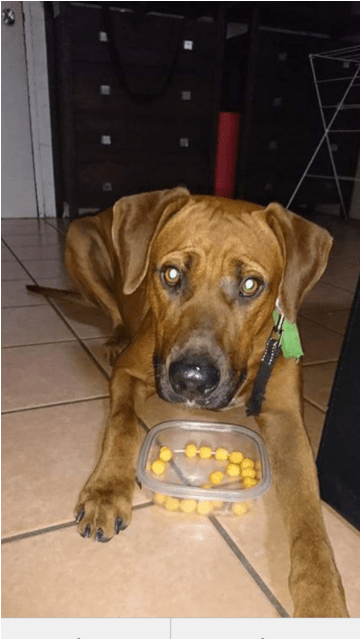 Download Photo Of Kuda PNG Image with No Background - PNGkey.com