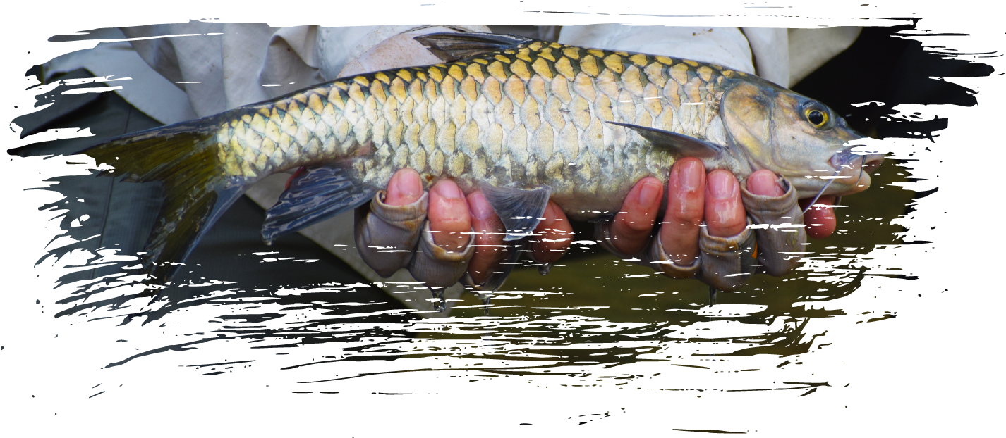 Download Fly Fishing PNG Image with No Background - PNGkey.com
