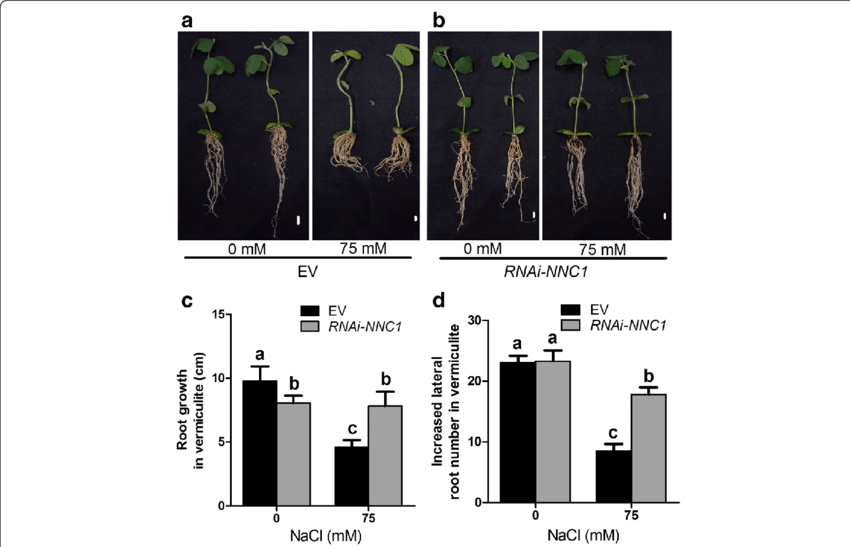 Download Reduction Of Nnc1 Expression Increases Salt Tolerance PNG ...