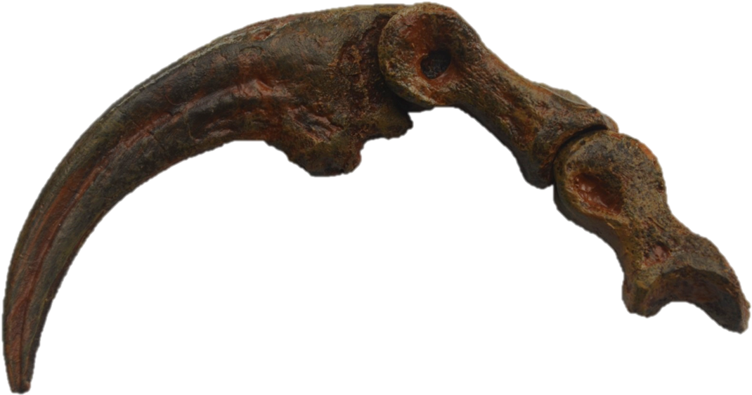 Download Velociraptor Toe Claw PNG Image with No Background - PNGkey.com