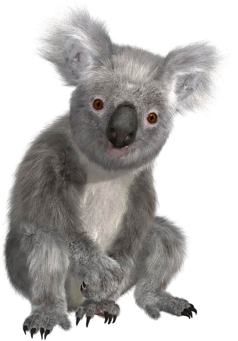 Download Koala Png - Koala Transparent Background PNG Image with No ...