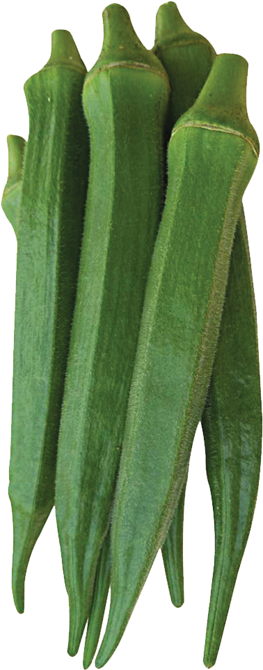 Download 535 Indian Ocean - Okra PNG Image with No Background - PNGkey.com