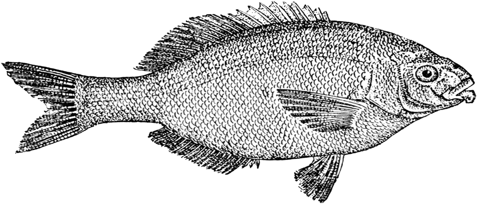 Download {click On Png Image To Download/save} The Above Image - Fish ...