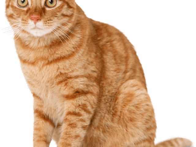 Download Tabby Cat Clipart Ginger Cat - Orange Cat PNG Image with No ...