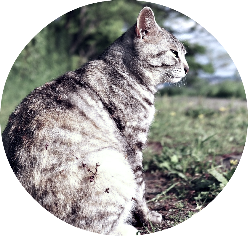 Cat In The Wild - Free Transparent PNG Download - PNGkey