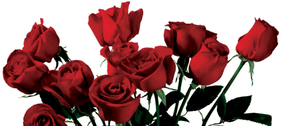Drawn Wildflower Anime - Red Roses Aesthetic Png - Free Transparent PNG ...
