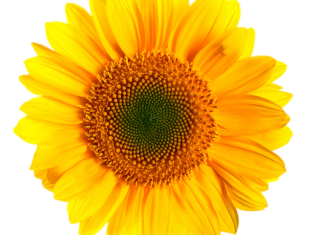 Download Sunflowers Clipart Transparent Background - One Sunflower PNG ...