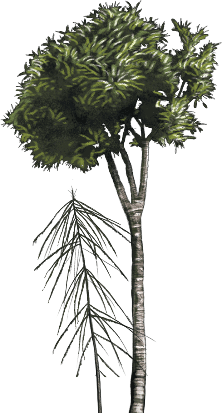 Download Lancewood - Nz Native Trees Png PNG Image with No Background ...
