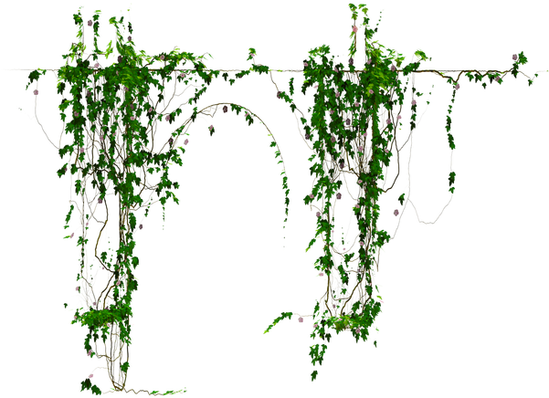 Vine Transparent Background - Vines For Renders - Free Transparent PNG ...