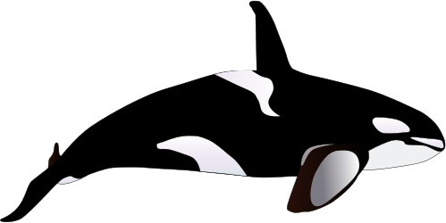 Download Orca Drawings - Killer Whale Illustration Png PNG Image with ...